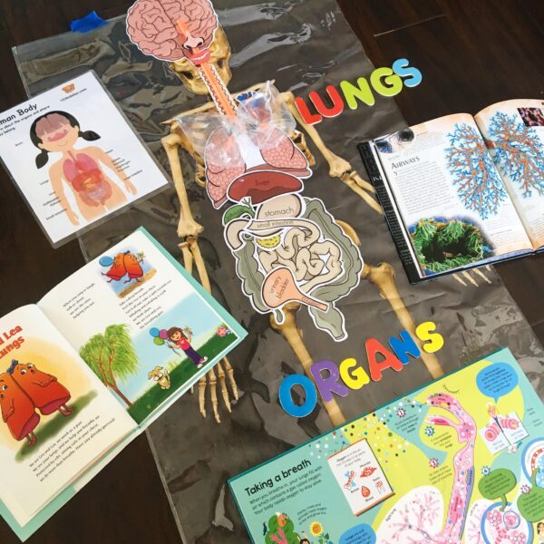 Let's Explore the Human Body! - Homeschool Homestead