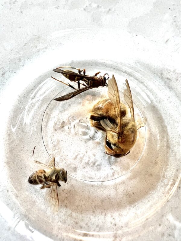 Bee-utiful Art: Learning All About Bees - Homeschool Homestead