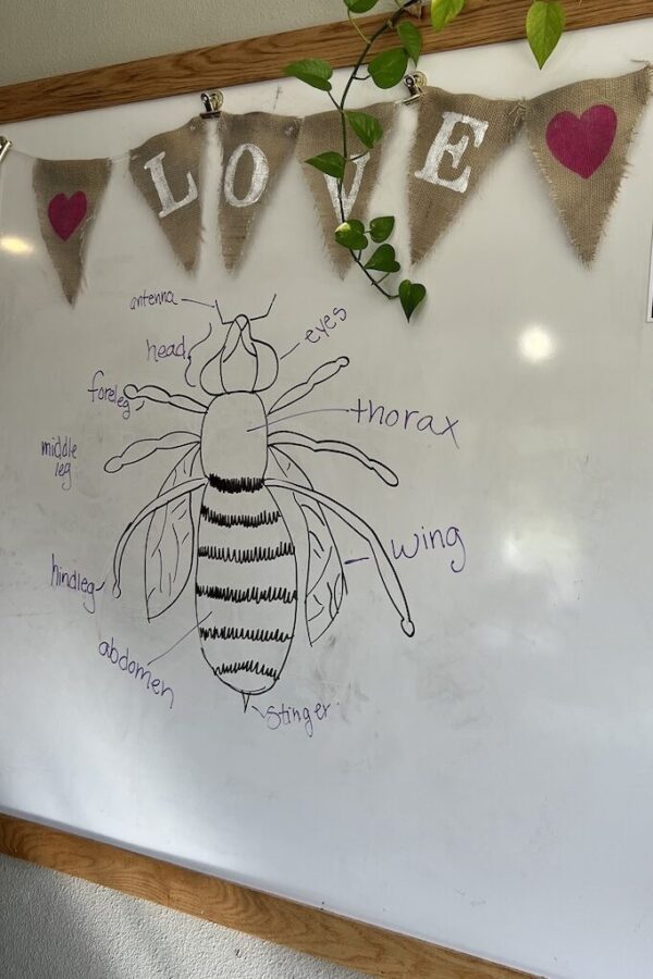 Bee-utiful Art: Learning All About Bees - Homeschool Homestead