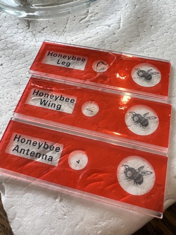 Bee-utiful Art: Learning All About Bees - Homeschool Homestead