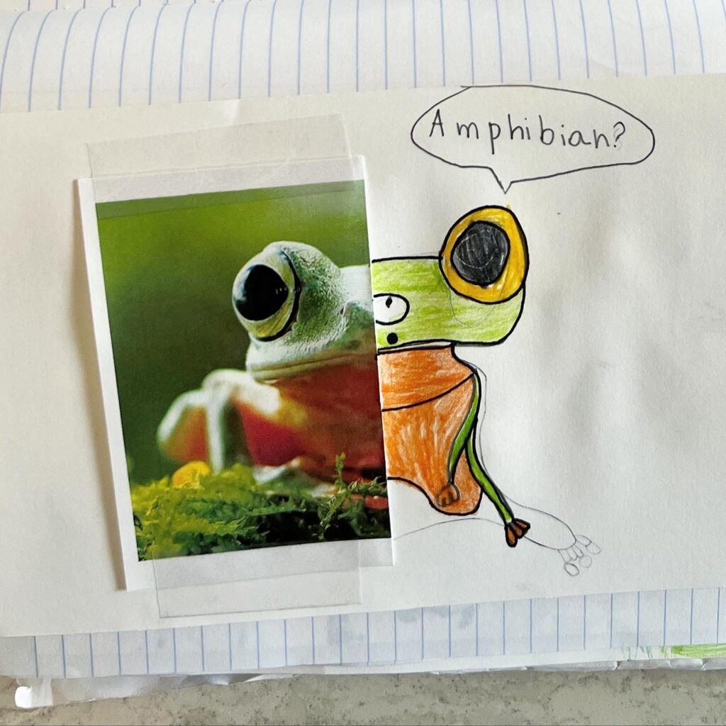 Learning About Amphibians - Symmetry Frog Art - Homeschool Homestead
