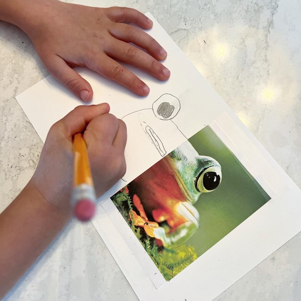 Learning About Amphibians - Symmetry Frog Art - Homeschool Homestead