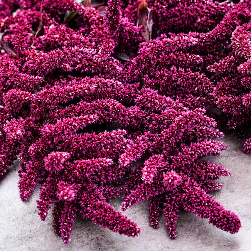 Amaranth Elena’s Rojo - Homeschool Homestead