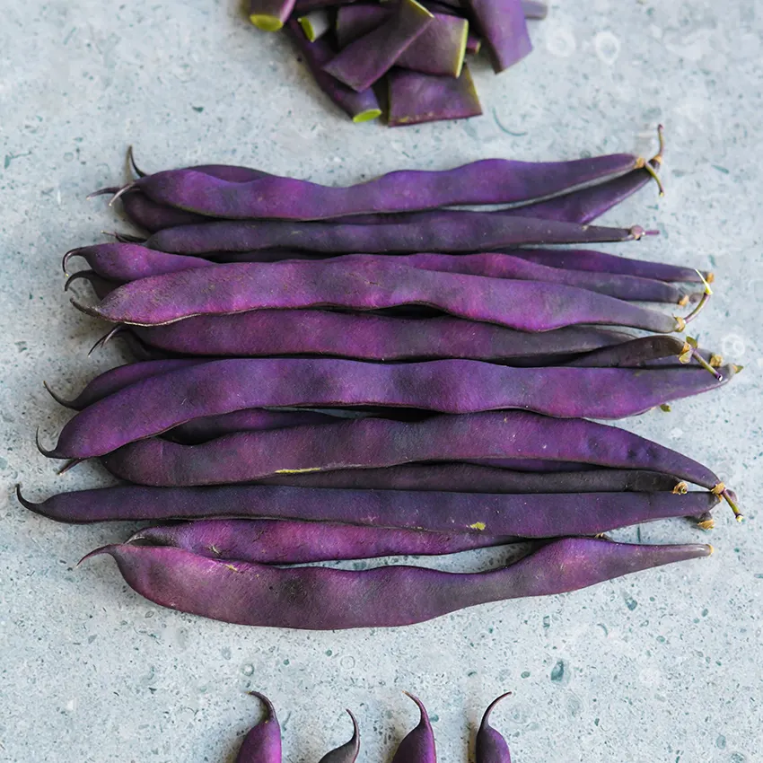 Purple Pole Bean - 6 pack - Homeschool Homestead