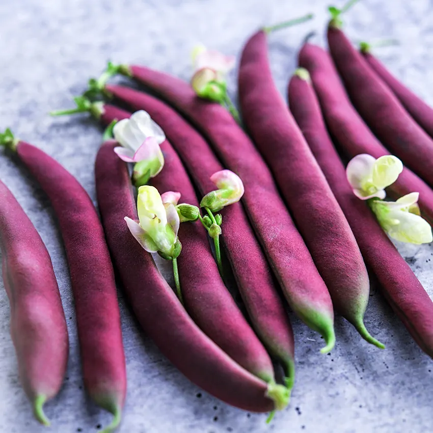 Red Swan Bush Bean - 6 pack - Homeschool Homestead