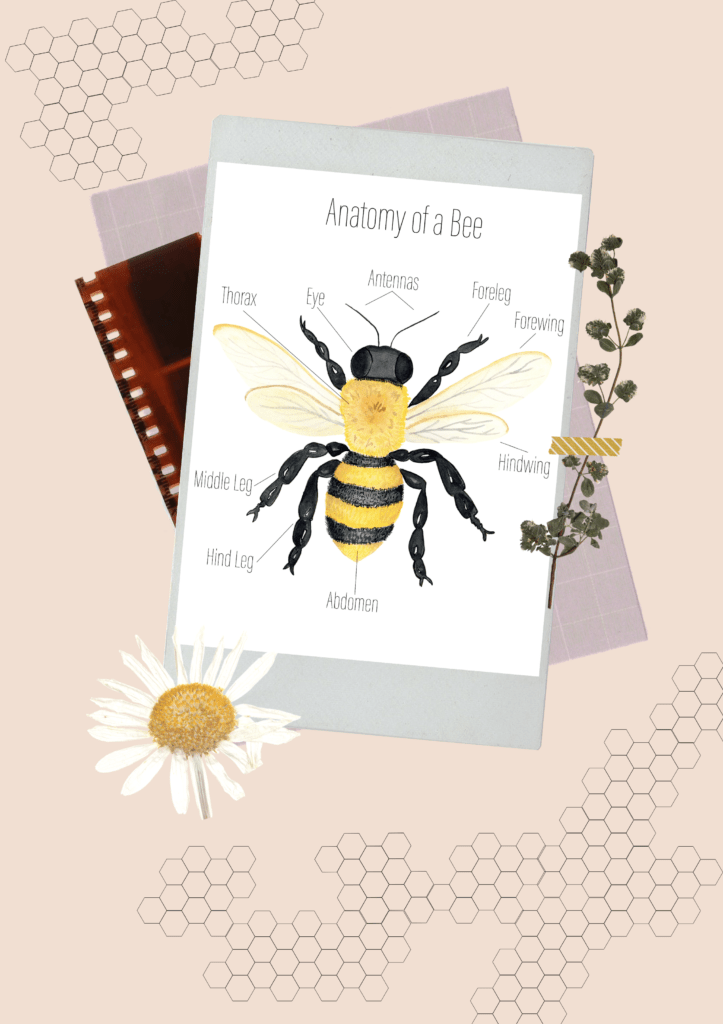 Anatomy of a Bee Watercolor Printable - Homeschool Homestead