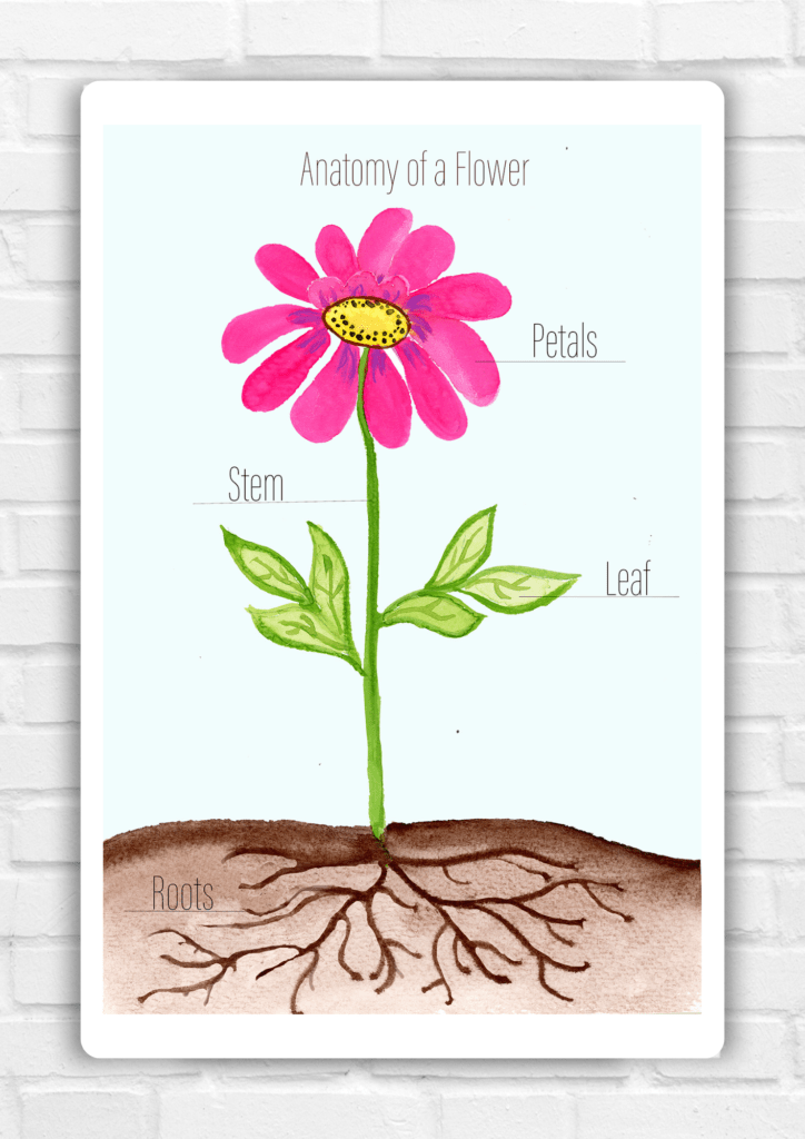 Anatomy of a flower - Homeschool Homestead