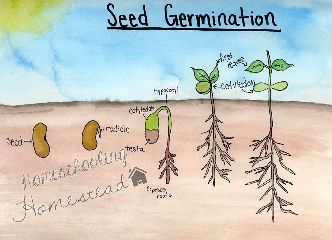Seed Germination Printable - Homeschool Homestead